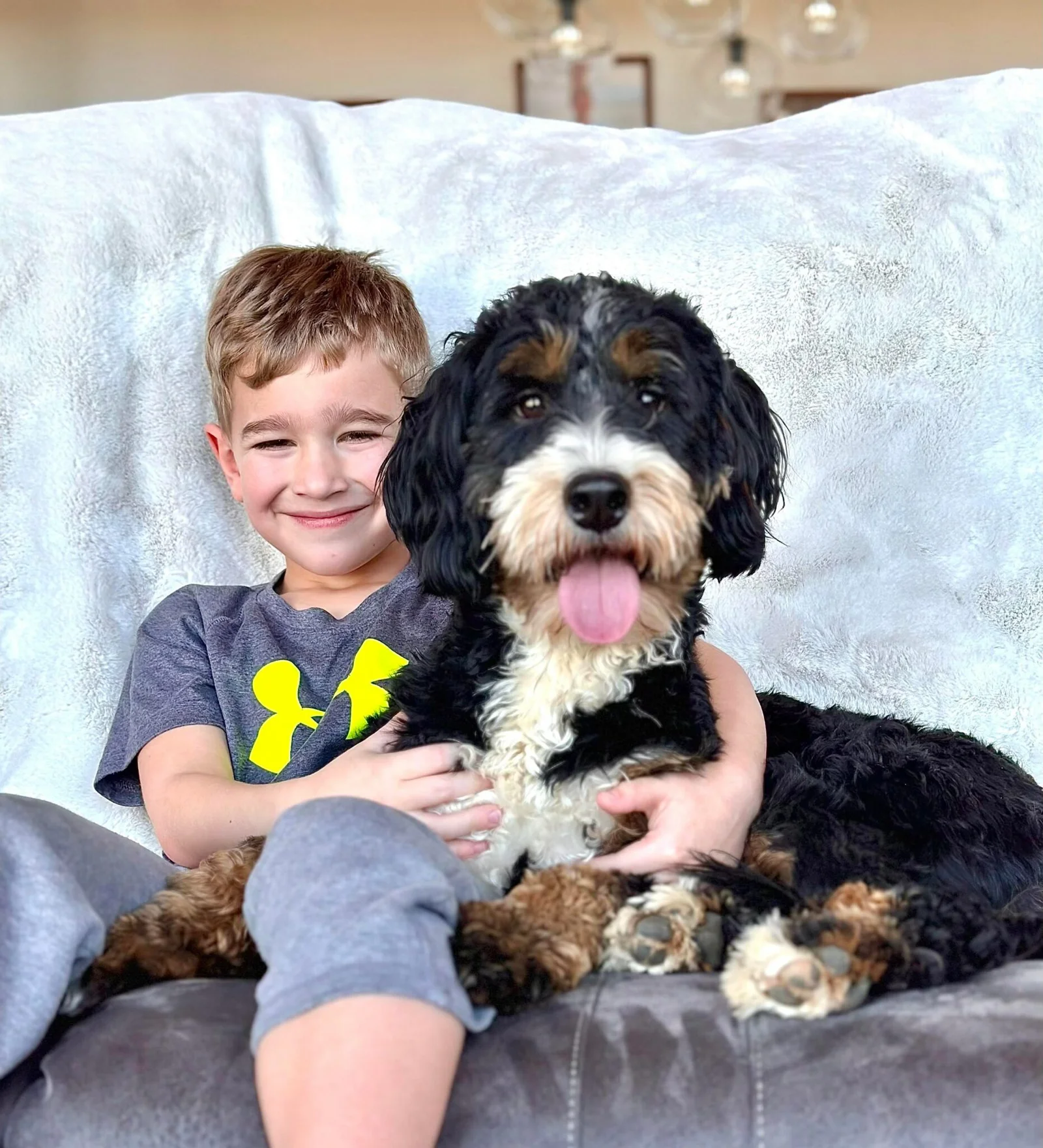 Standard and Mini Multigen Bernedoodle Puppies Available