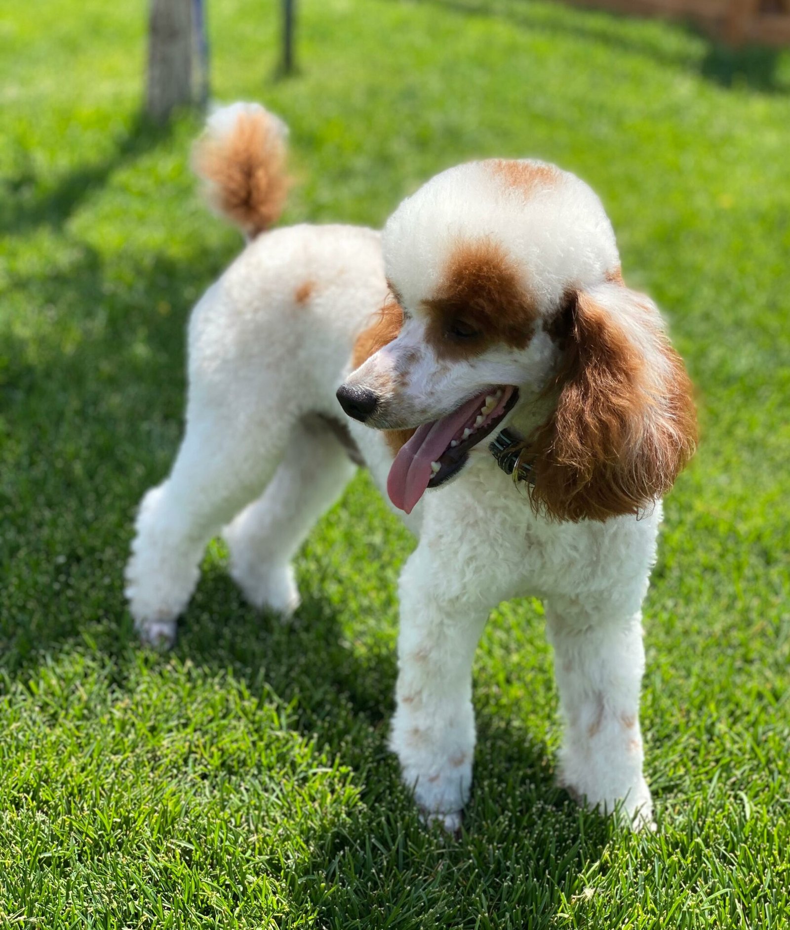 Sires - Orchard Valley Doodles