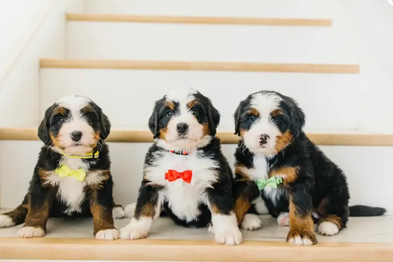 Standard and Mini Multigen Bernedoodle Puppies Available