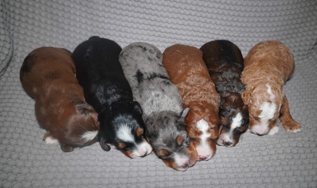 Puppies Available Now - Orchard Valley Doodles
